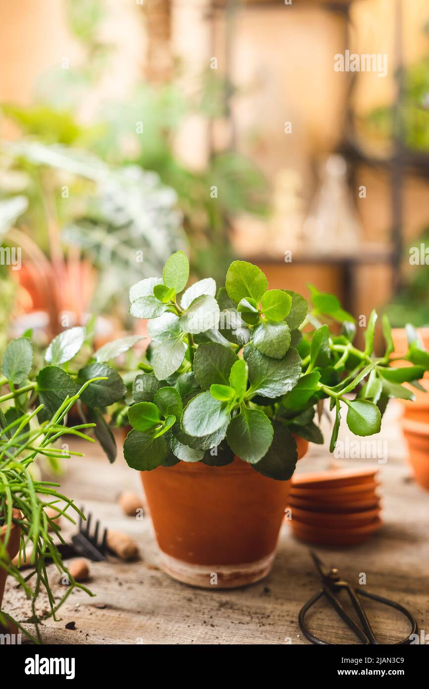 Kalanchoe plant potted in a ceramic terra cotta planter on the wooden ...
