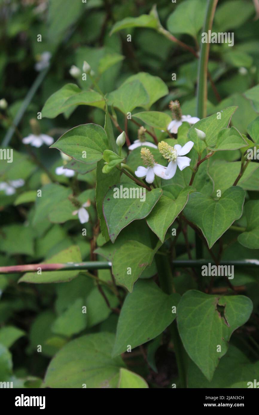 White flowers of Chameleon Plant (Houttuynia cordata Stock Photo - Alamy