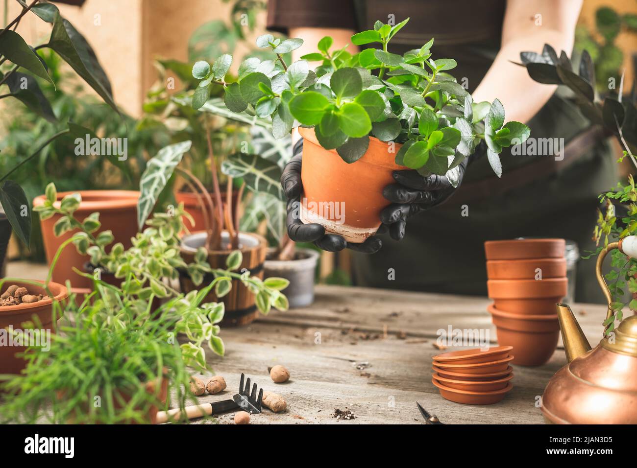 The gardener holding the potted Kalanchoe plant. Mediterranean ...