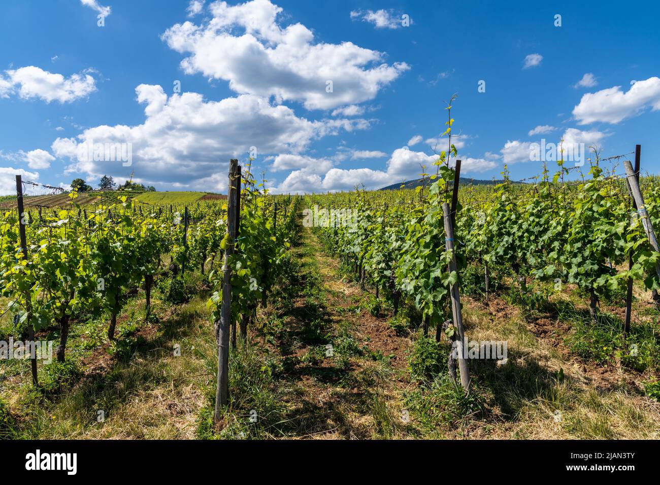 many Riesling grapevines in an Alsatian vineyard under a blue sky with ...
