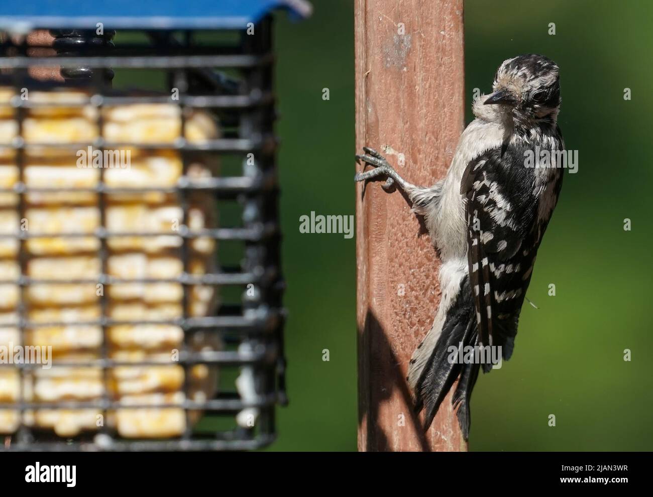 A Woodpecker on the garden fence eyes the suet feeder Stock Photo - Alamy