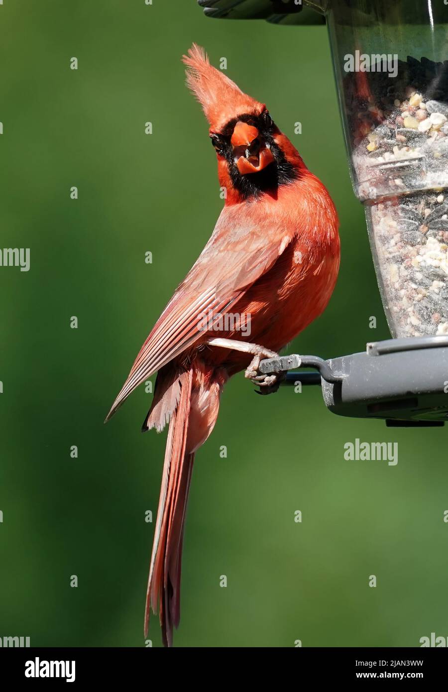 Northern Cardinal feeds from the bird feeder Stock Photo - Alamy