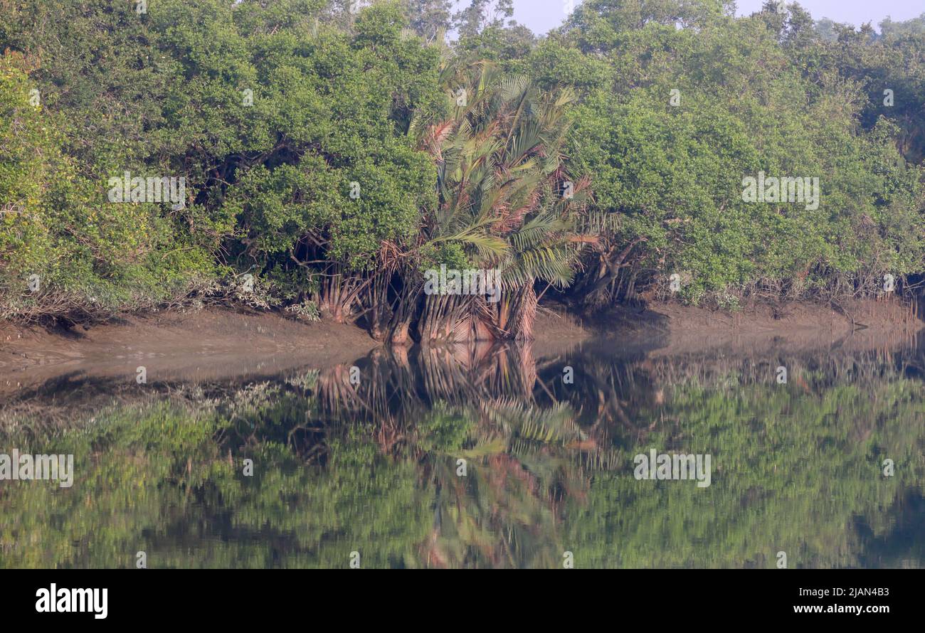 Sundarbans is a mangrove area in the delta formed by the confluence of ...