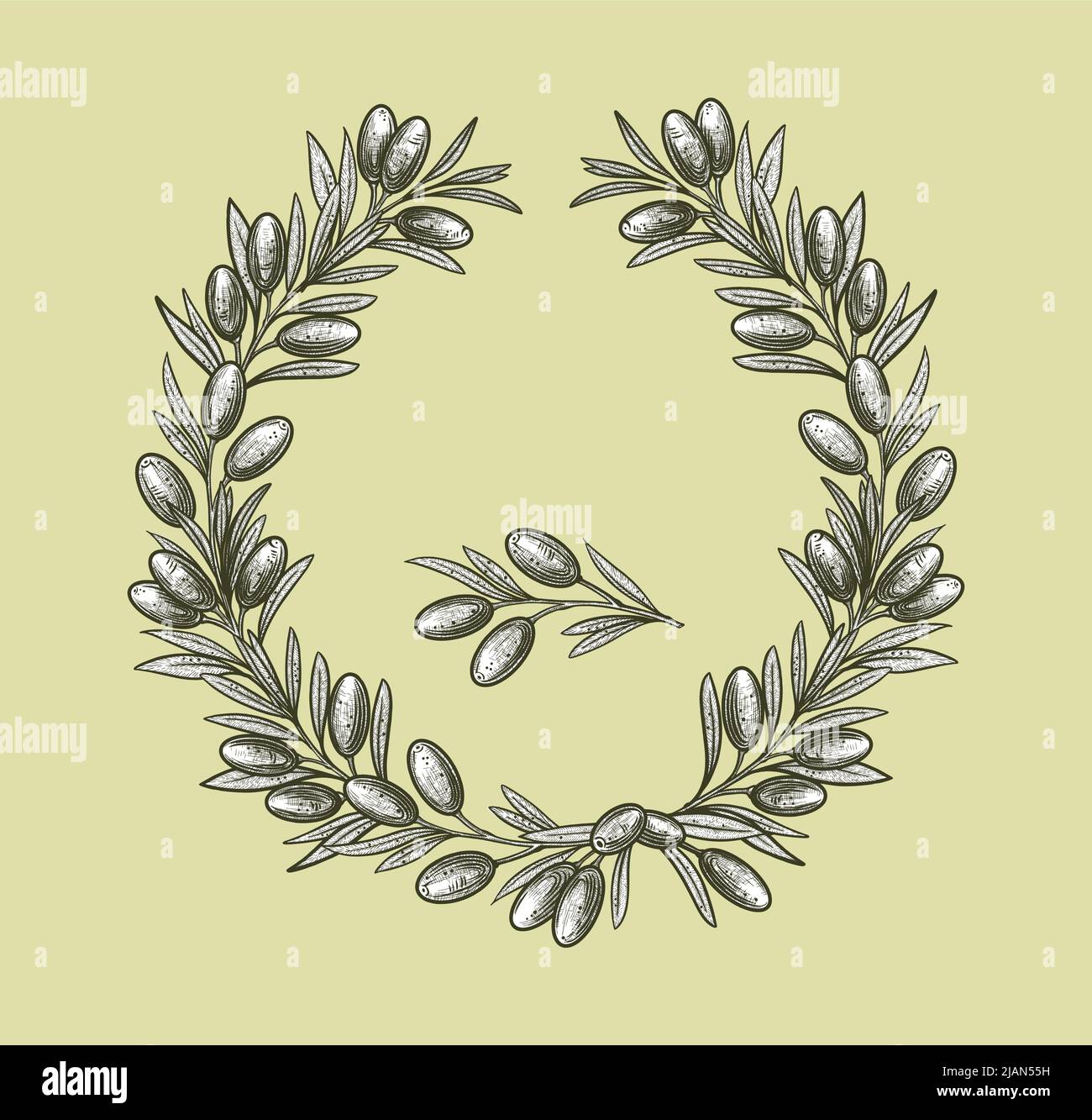 Olive branches frame. Vector illustrations of branches with fruits and ...