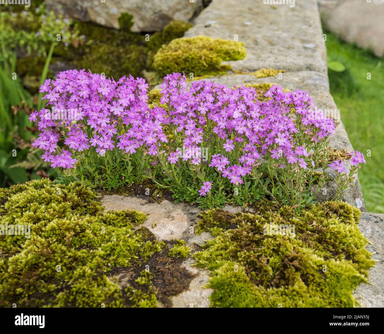 Gap filling plants hi-res stock photography and images - Alamy