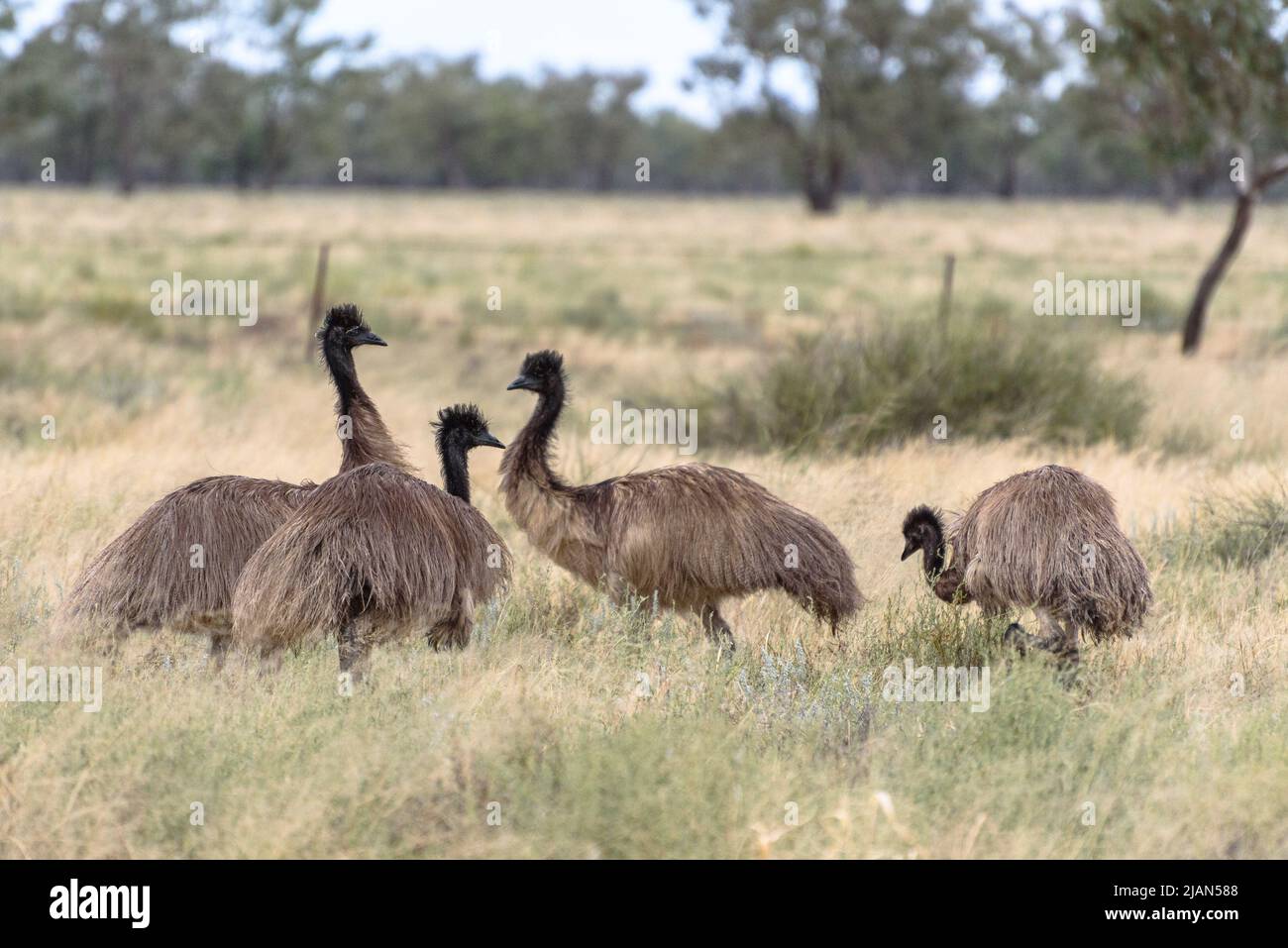 Several emus outside of Brewarrina, New South Wales Stock Photo - Alamy