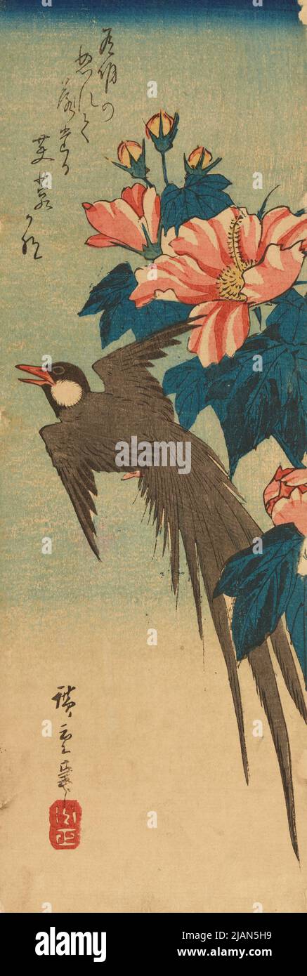 Magpie bird flying hi-res stock photography and images - Alamy