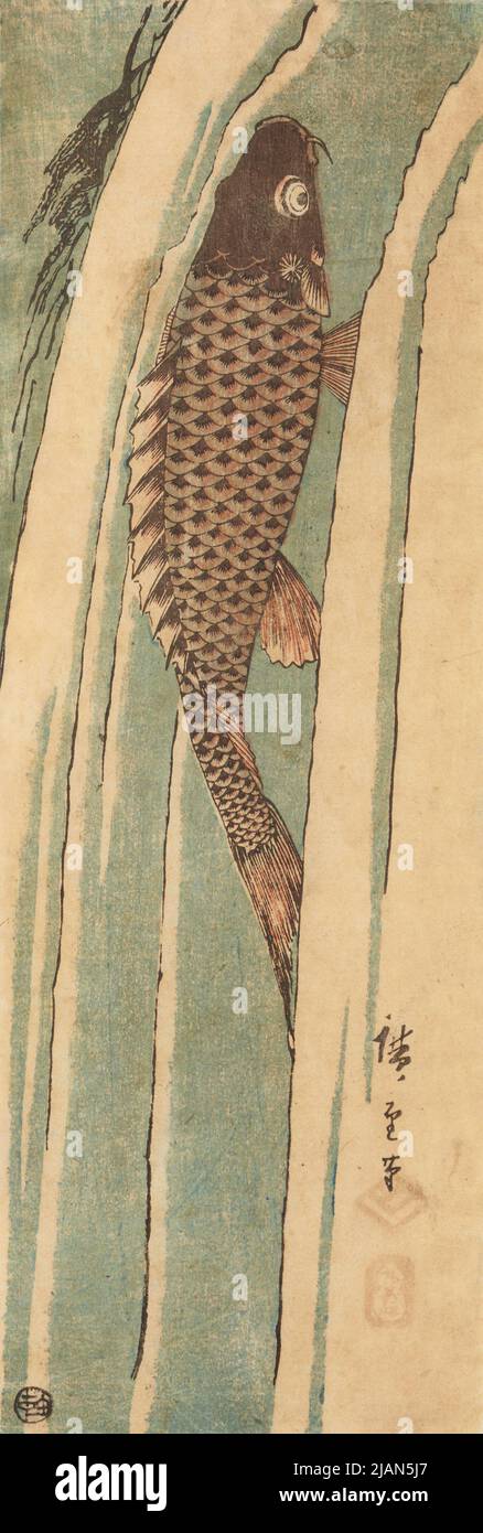 Carp swimming up a waterfall Stock Photo - Alamy