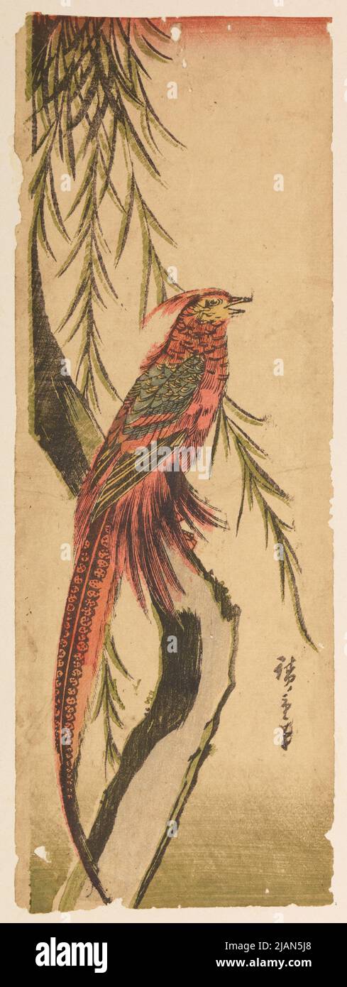 Pheasant on the trunk of a weeping willow Stock Photo - Alamy