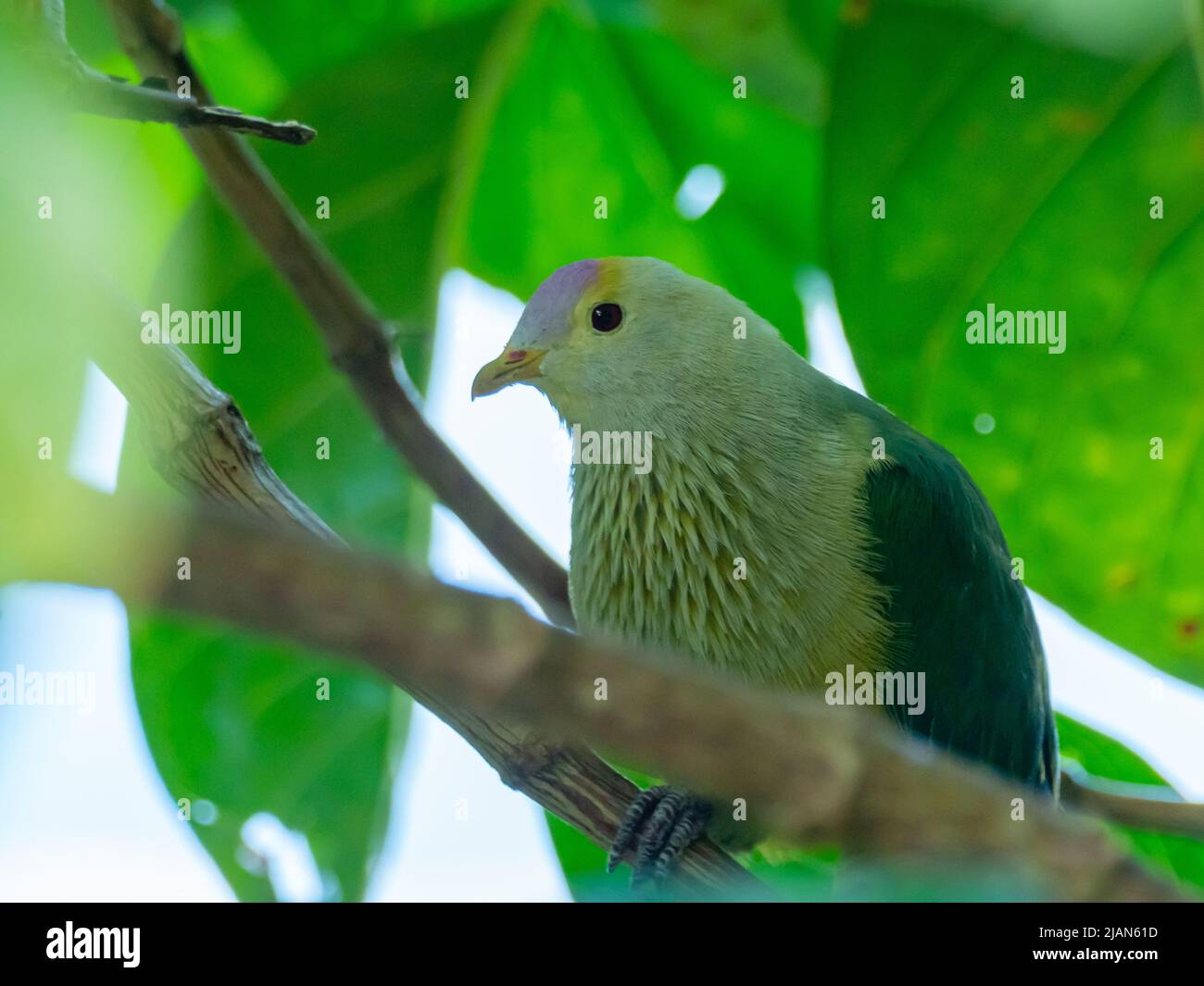 Fruit dove hi-res stock photography and images - Alamy