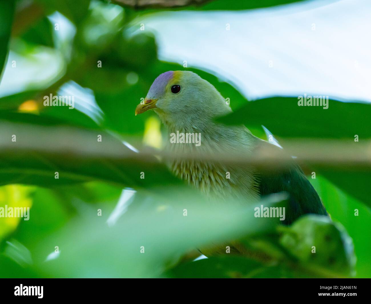Gray-green fruit-dove, Ptilinopus purpuratus, endemic to the Society ...
