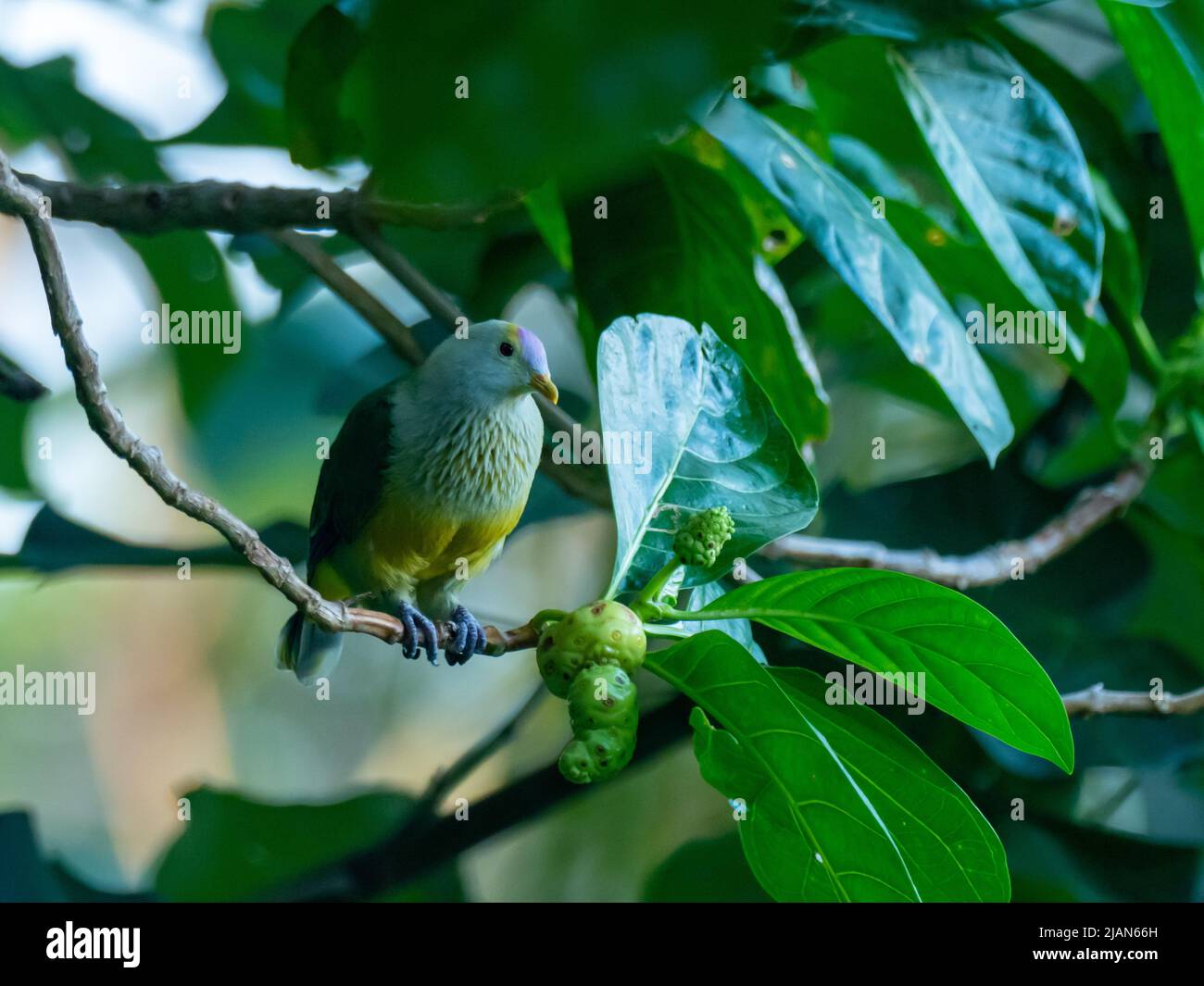 Fruit dove hi-res stock photography and images - Alamy