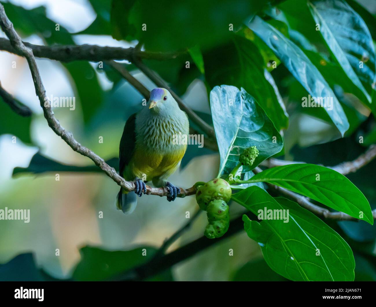 Fruit dove hi-res stock photography and images - Alamy