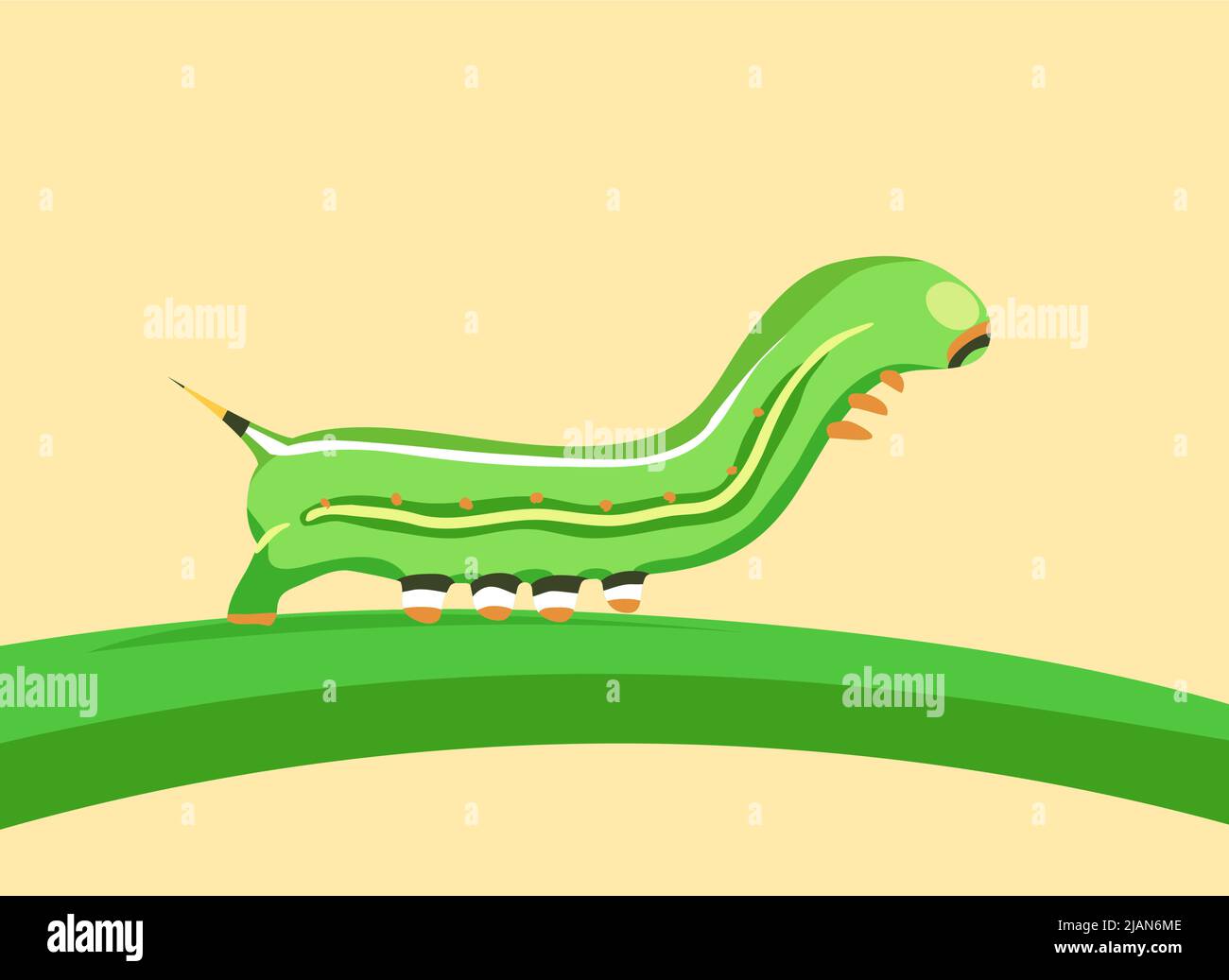 Green caterpillar crawling on a leaf. Butterfly larva. Insect pest ...