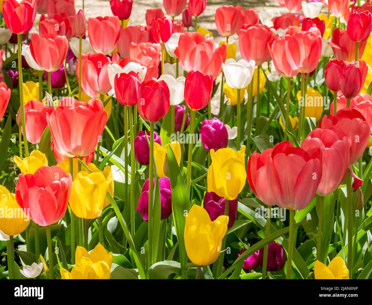Field of colorful blooming tulips, large group of multi colored flowers ...