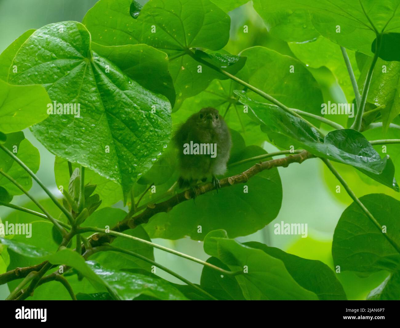 Trip to find Fatuhiva Monarch, Pomarea whitneyi, in the Marquesas of ...