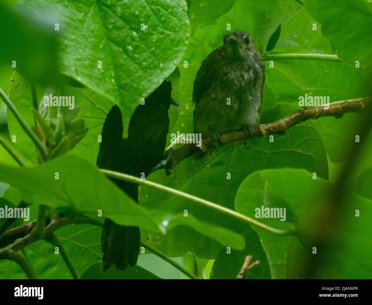 Trip to find Fatuhiva Monarch, Pomarea whitneyi, in the Marquesas of ...
