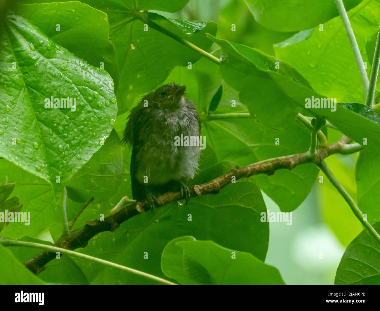 Trip to find Fatuhiva Monarch, Pomarea whitneyi, in the Marquesas of ...