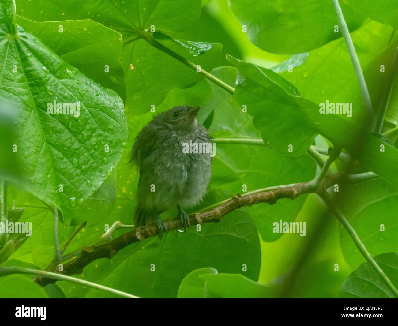 Trip to find Fatuhiva Monarch, Pomarea whitneyi, in the Marquesas of ...
