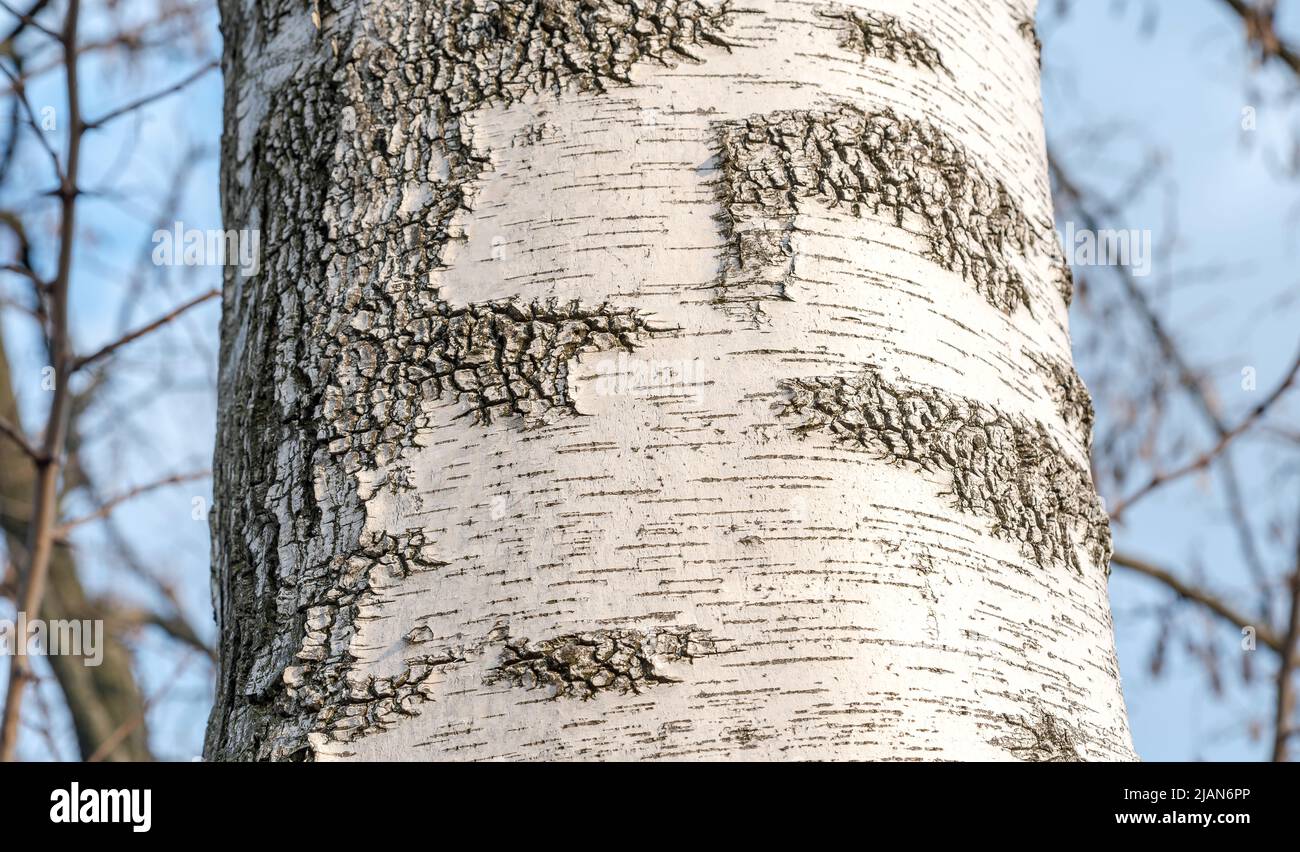 Birch bark texture detail, hardwood tree side view, extreme closeup ...