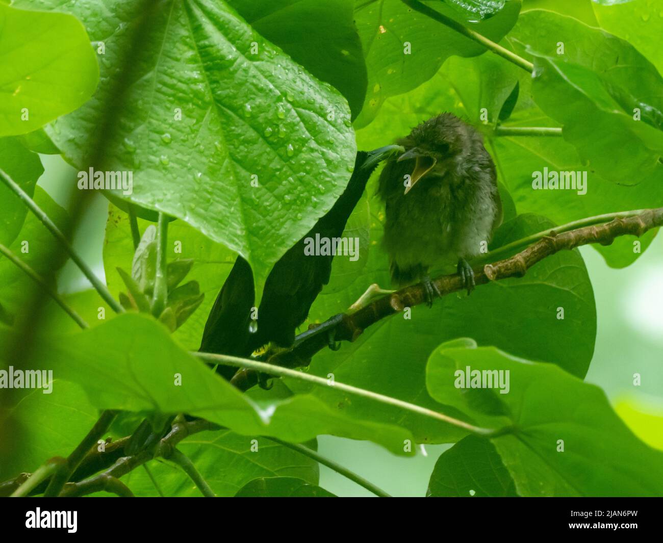 Trip to find Fatuhiva Monarch, Pomarea whitneyi, in the Marquesas of ...