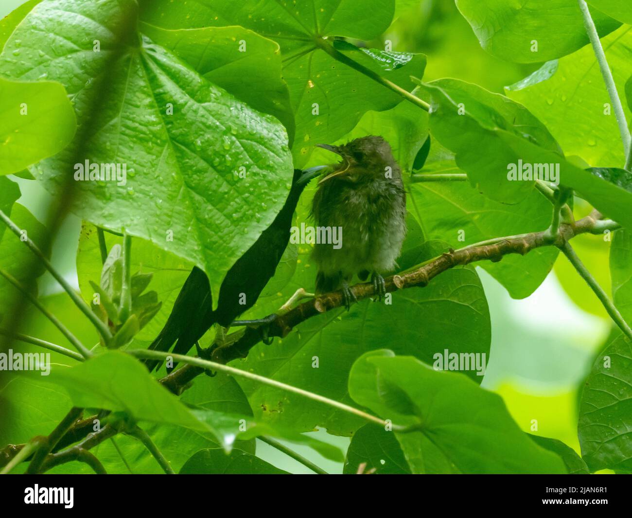 Pomarea whitneyi hi-res stock photography and images - Alamy