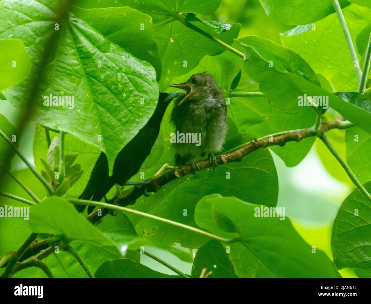 Trip to find Fatuhiva Monarch, Pomarea whitneyi, in the Marquesas of ...