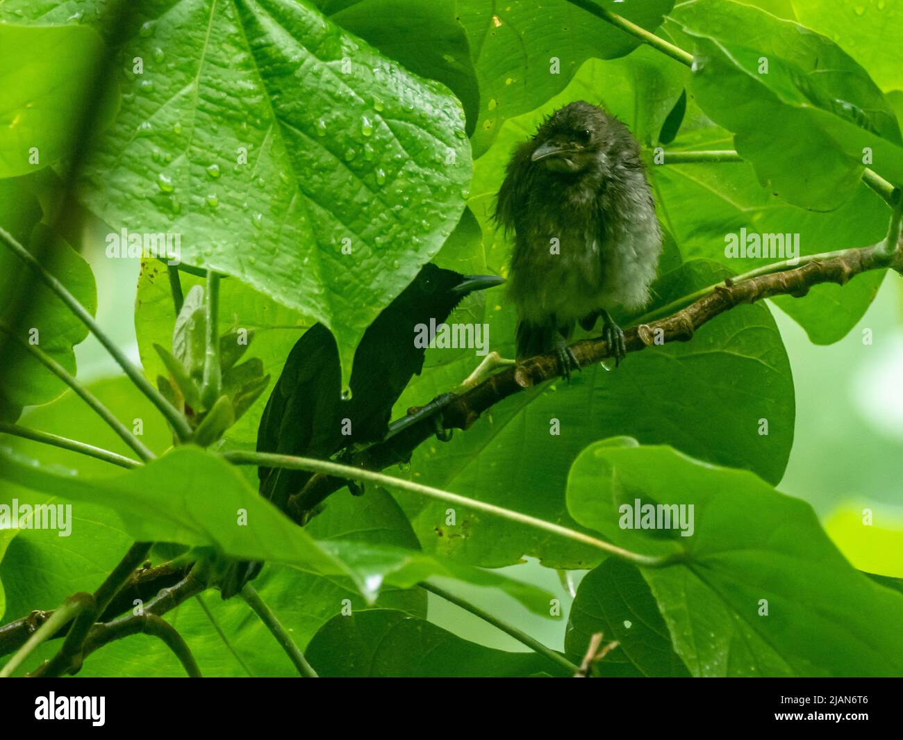 Trip to find Fatuhiva Monarch, Pomarea whitneyi, in the Marquesas of ...