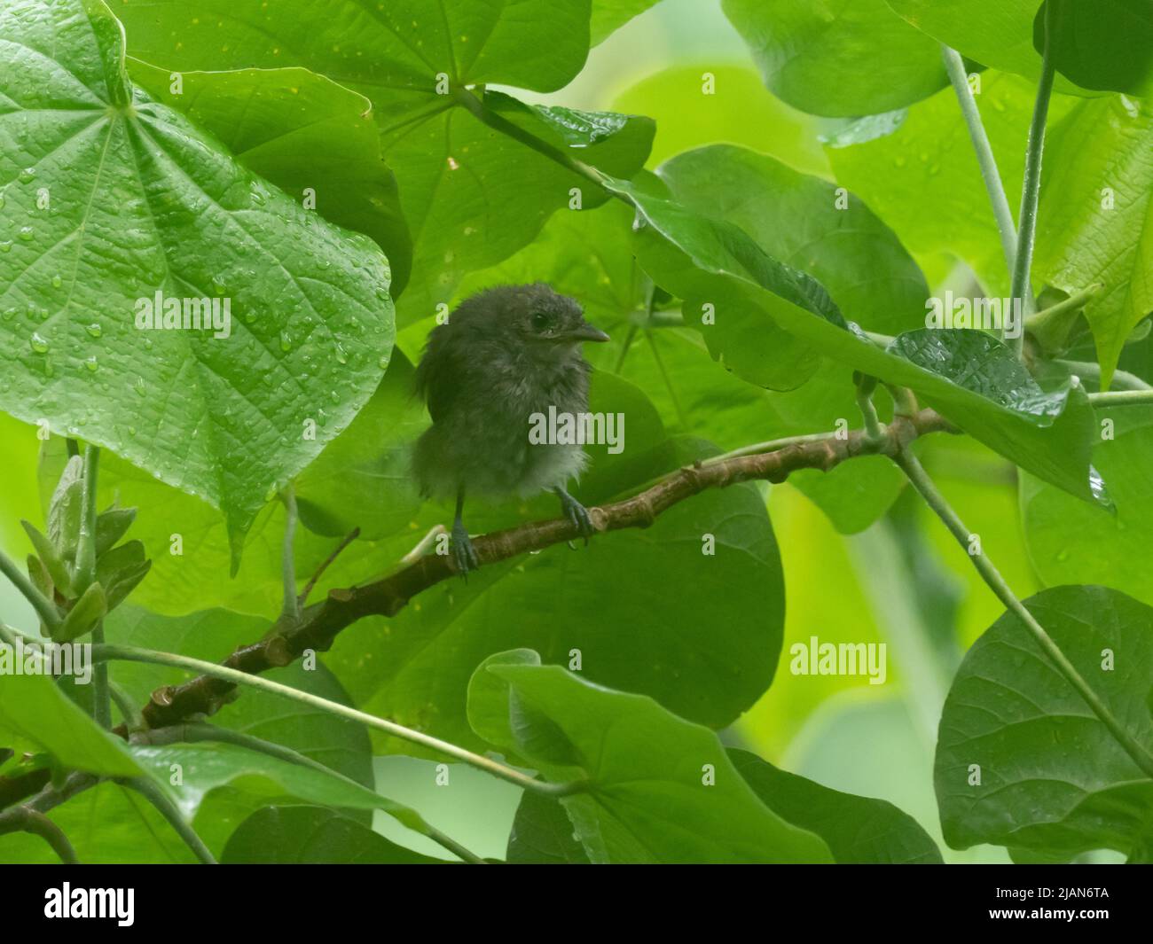Pomarea whitneyi hi-res stock photography and images - Alamy