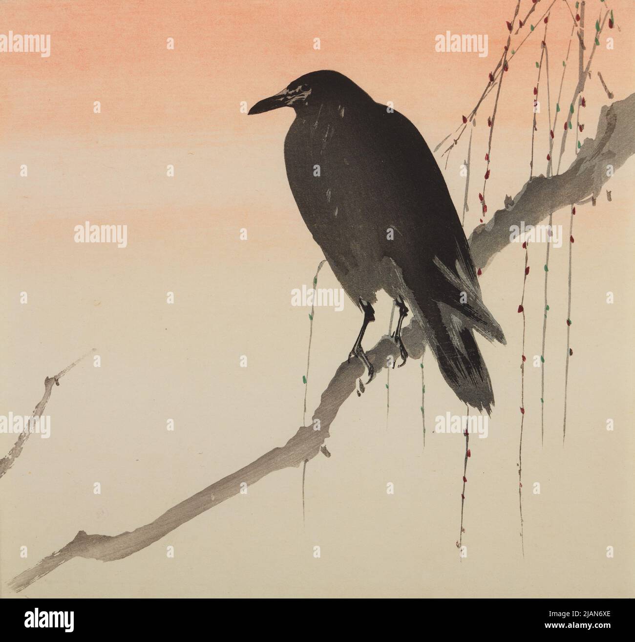 Raven on the branch of a weeping willow unknown Stock Photo - Alamy