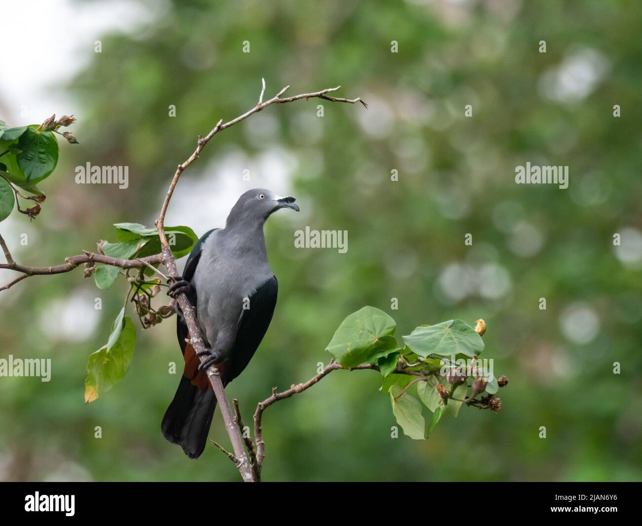 Marquesas Imperial-Pigeon, Ducula galeata, an endemic pigeon in the ...