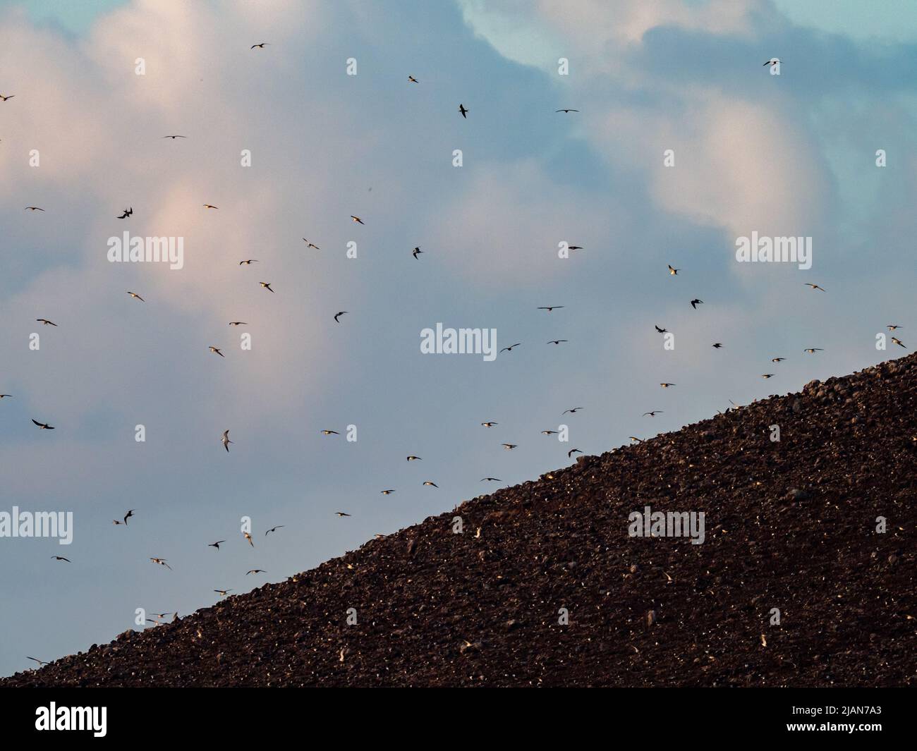 Sooty Tern, Onychoprion fuscatus, nesting in a giant colony on a small ...