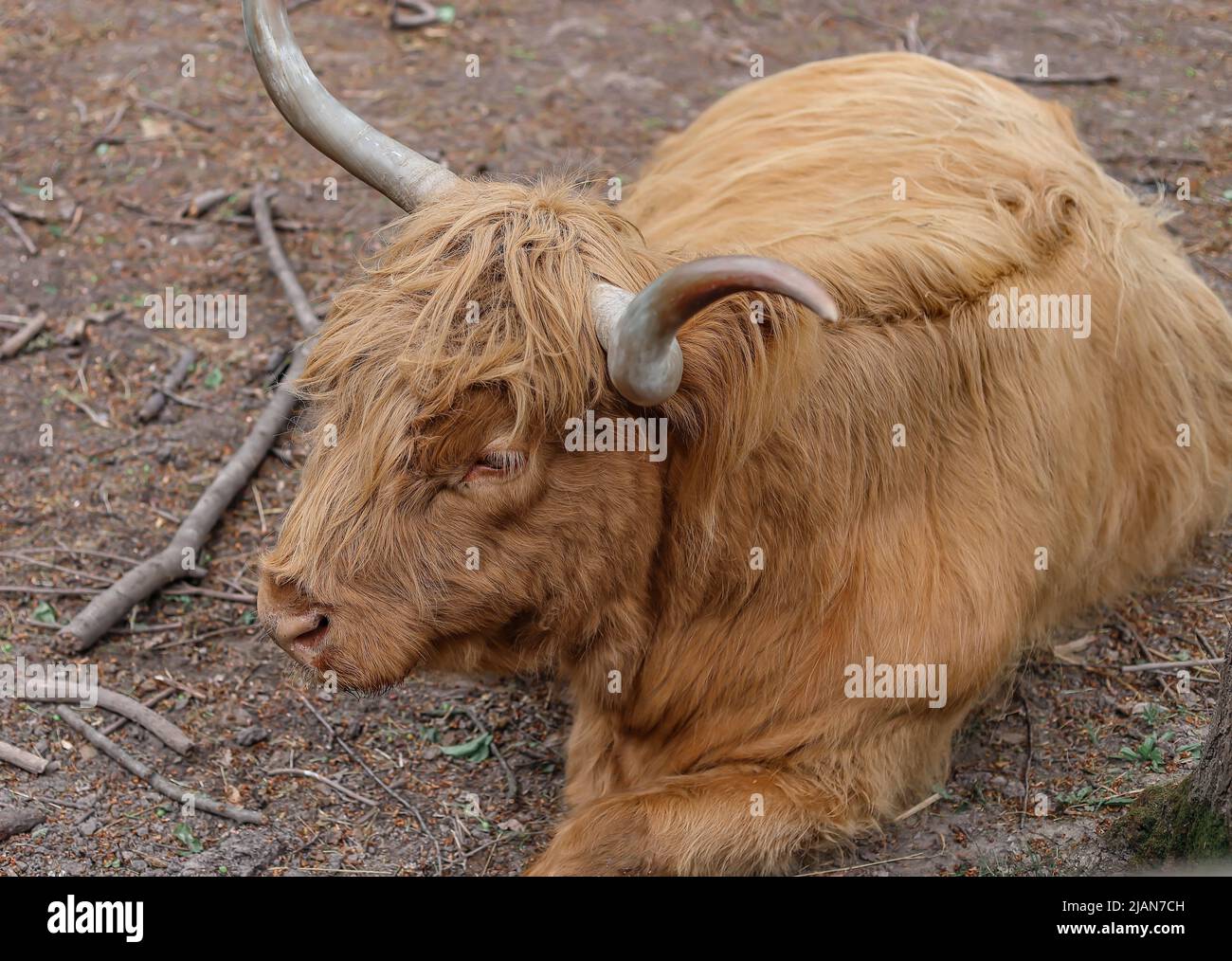 Highland, Scottish cow breed with long horns and long brown hair Stock ...