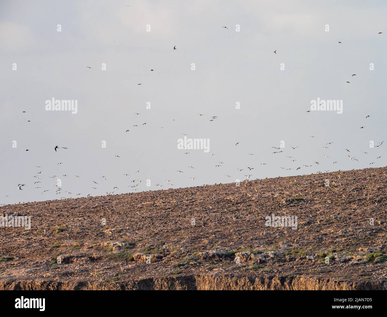 Sooty Tern, Onychoprion fuscatus, nesting in a giant colony on a small ...