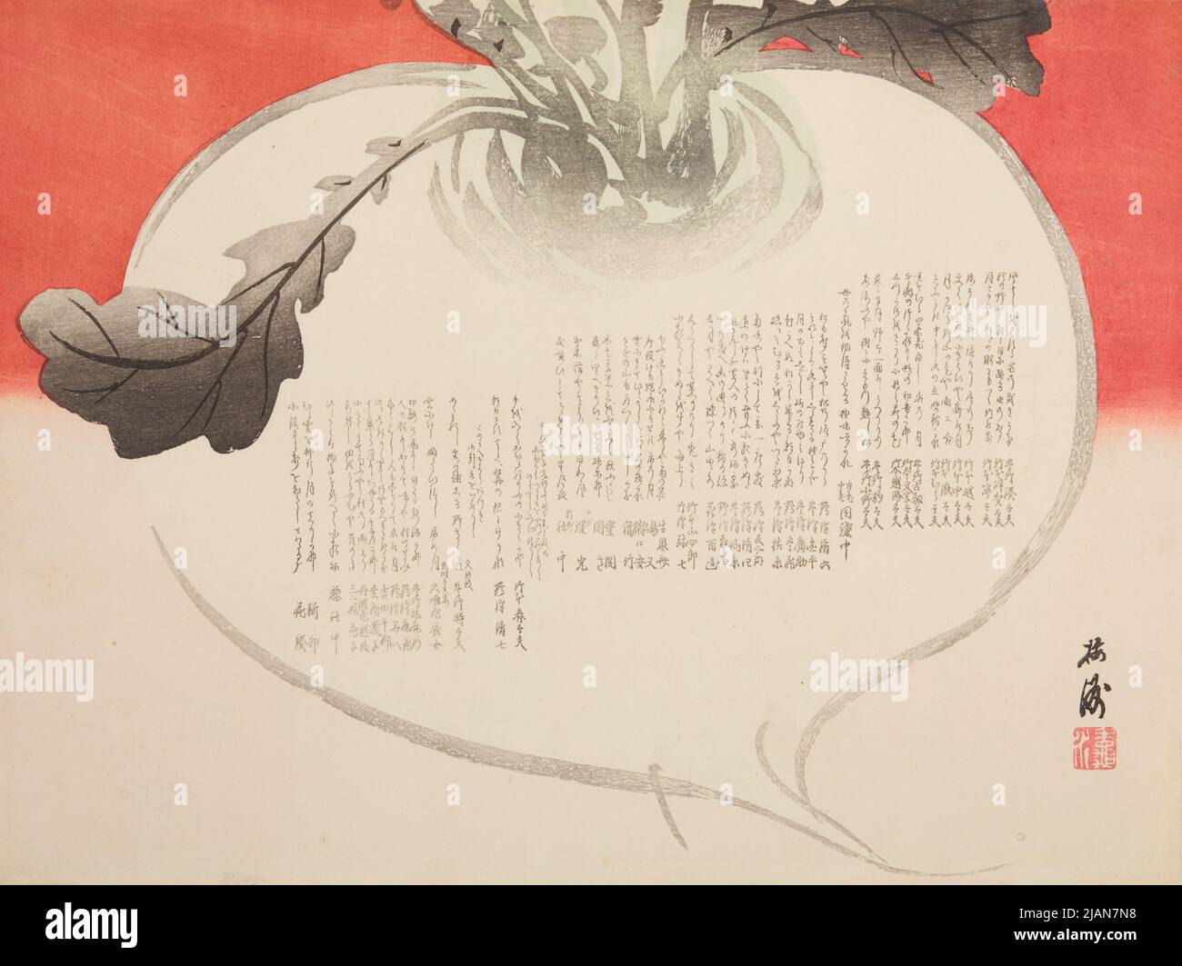 Large turnip Umemitsu Baman Stock Photo - Alamy