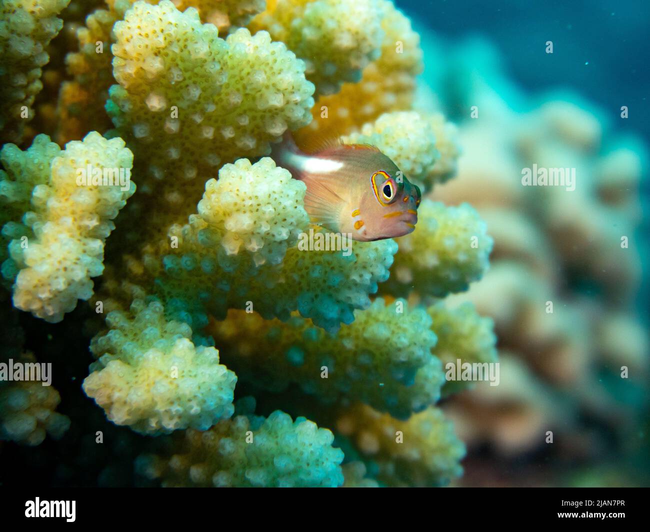 Arc eyed hawkfish hi-res stock photography and images - Alamy