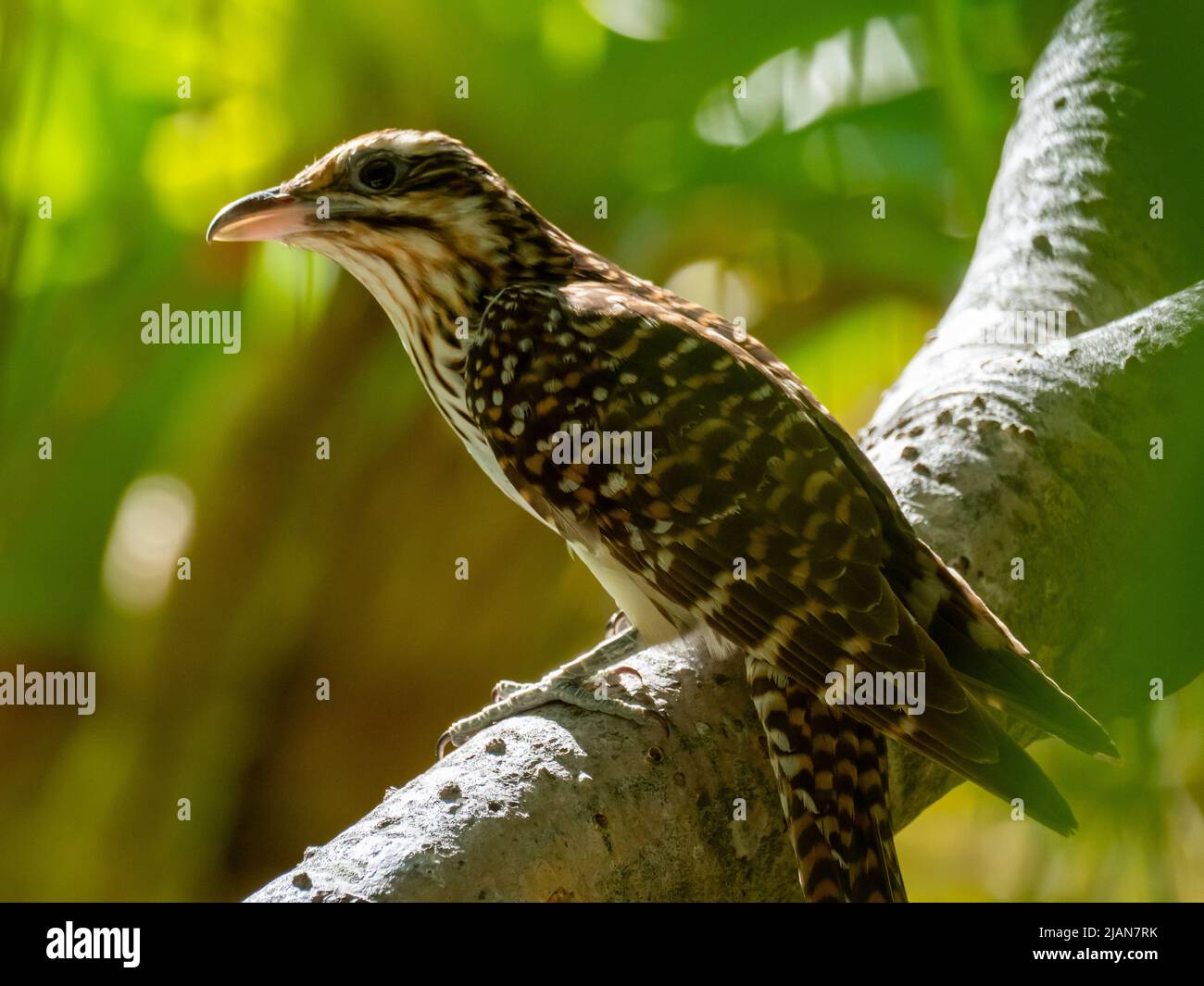 Long-tailed Koel, Urodynamis taitensis, a migratory bird on an atoll in ...
