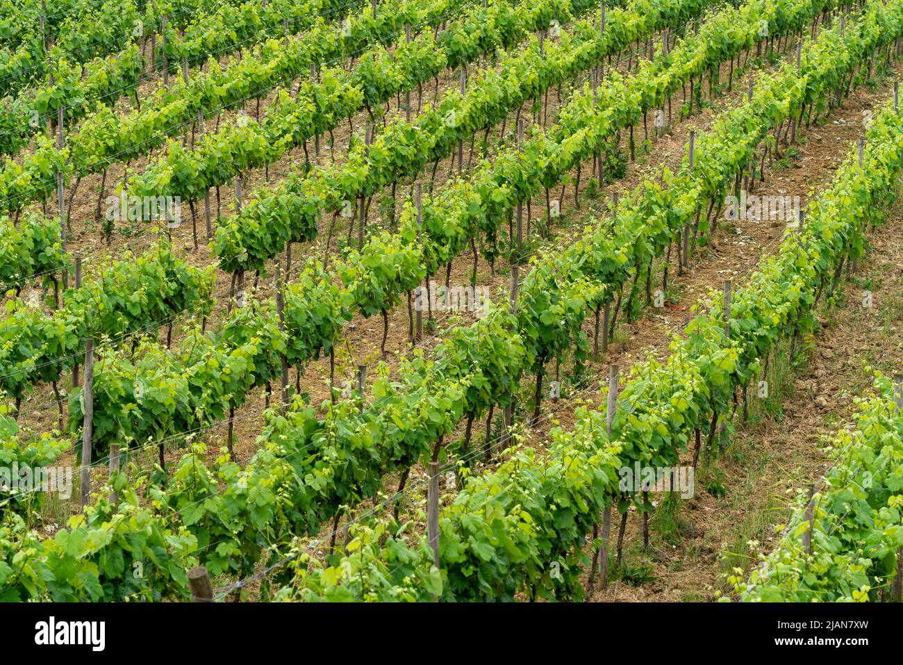 Vineyards from above aerial drone hi-res stock photography and images ...