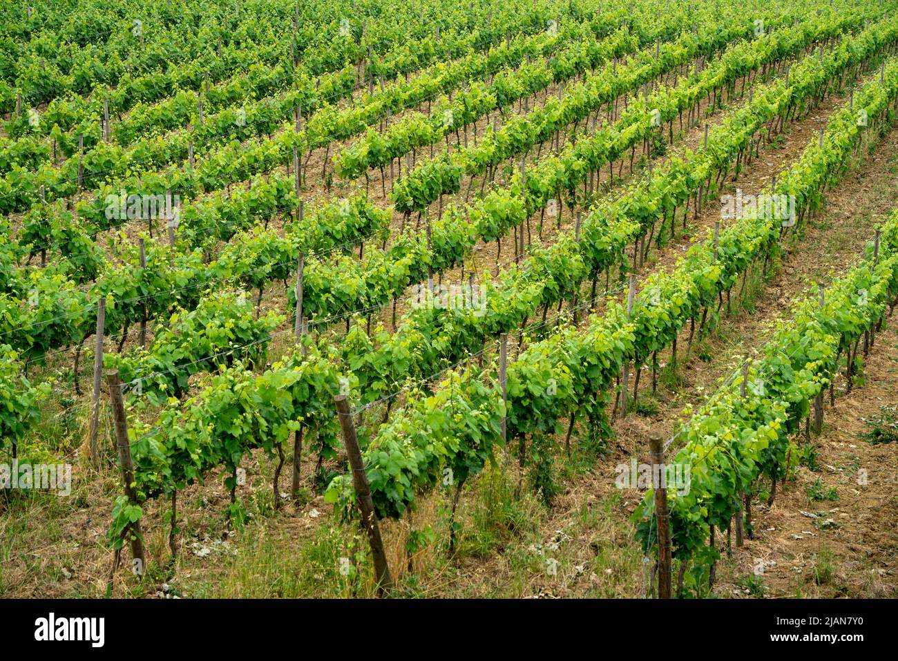 Aerial view of a vineyard Stock Photo - Alamy