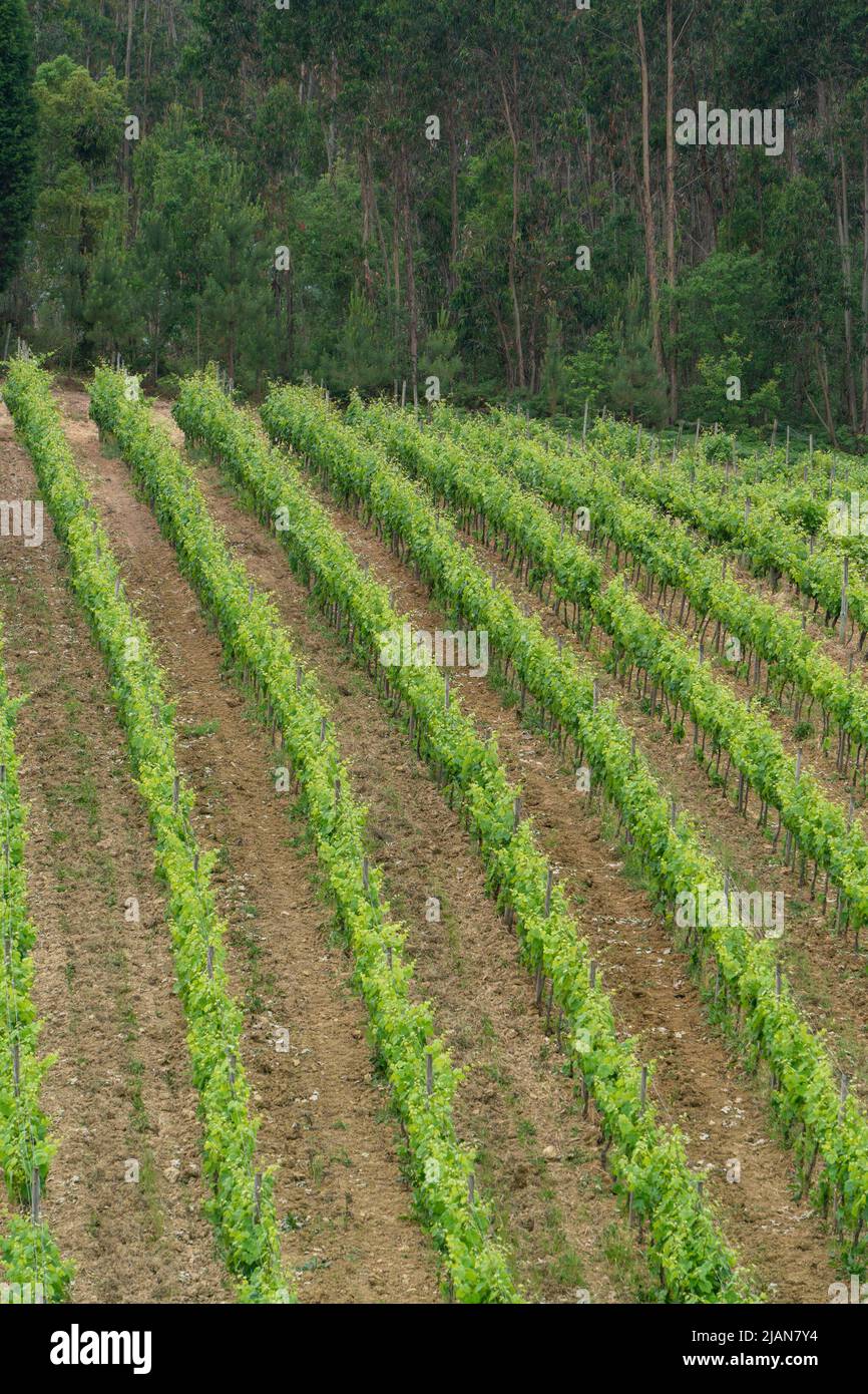 Aerial view of a vineyard Stock Photo - Alamy