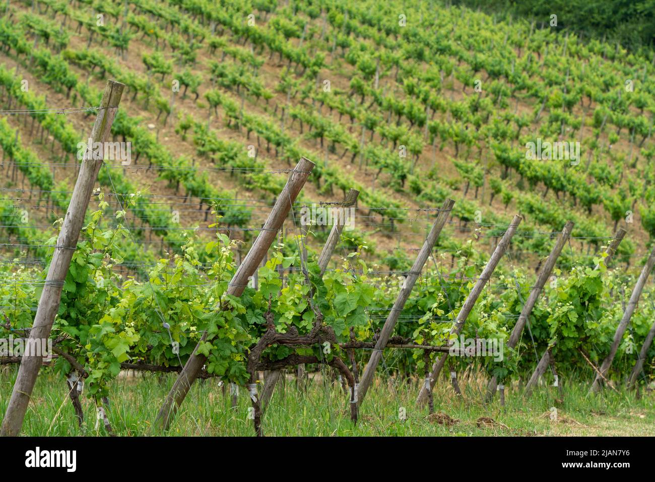Vineyards from above aerial drone hi-res stock photography and images ...