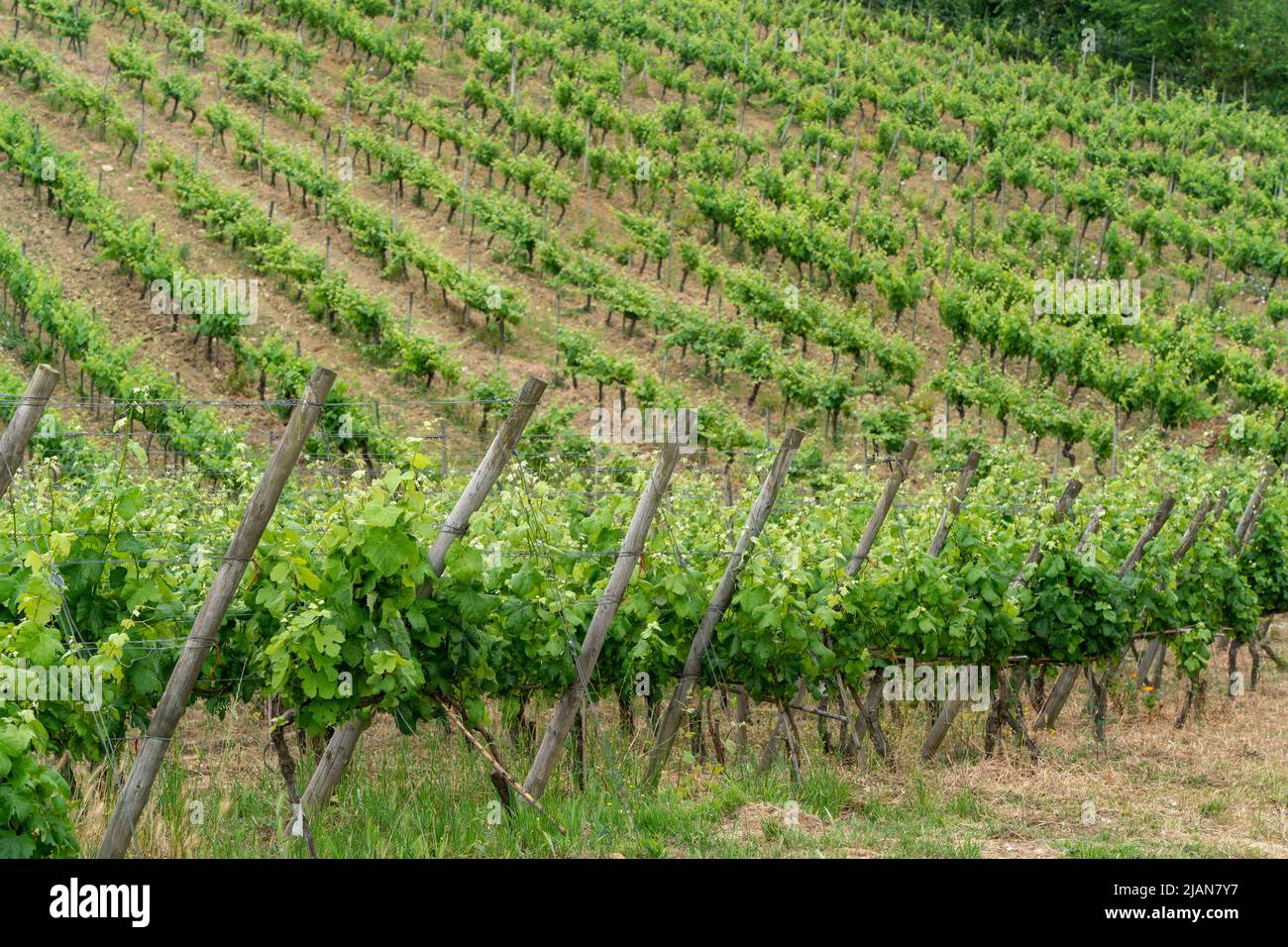 Vineyards from above aerial drone hi-res stock photography and images ...