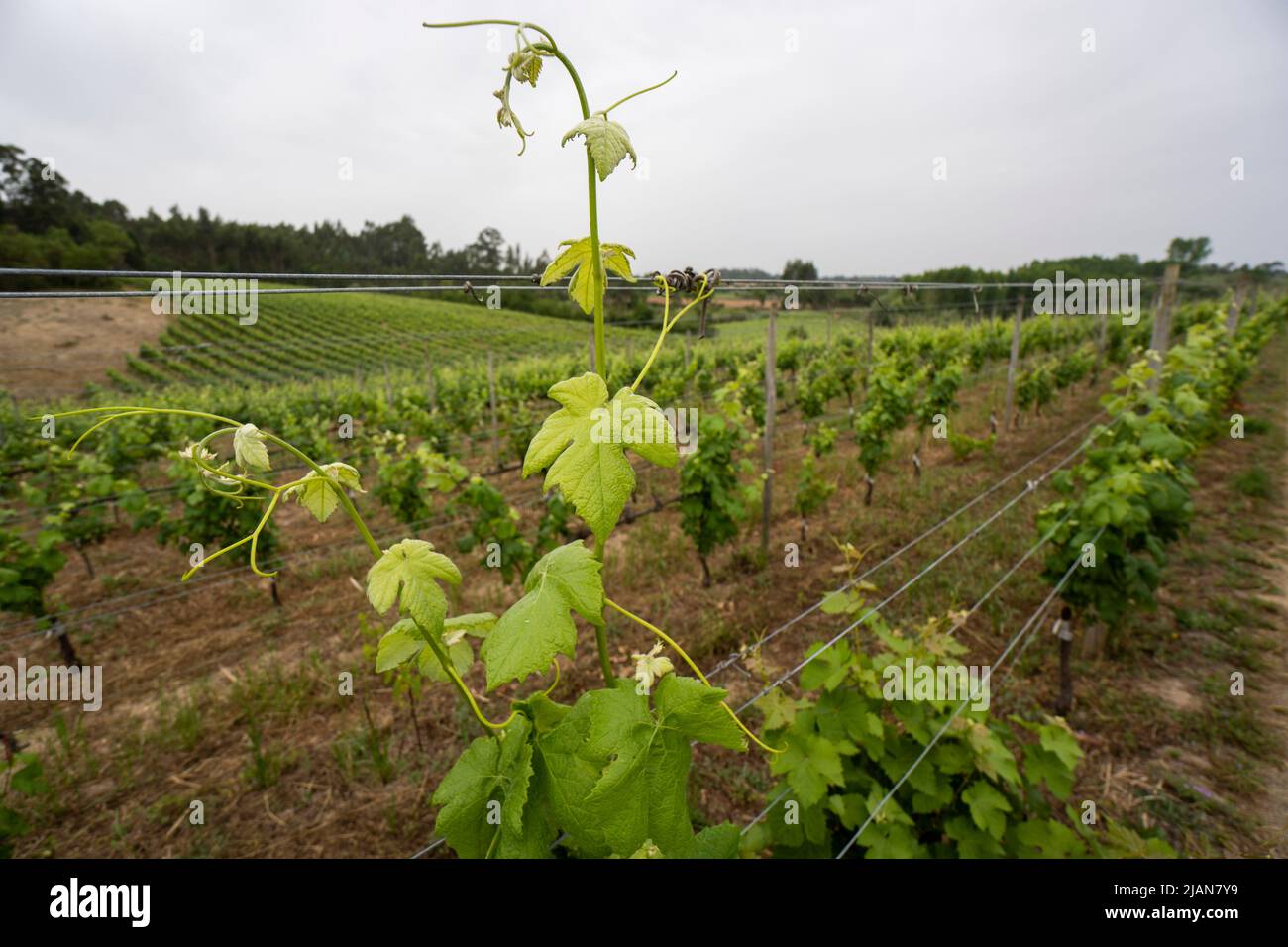 Horizontal landscape exterior vines vineyard hi-res stock photography ...