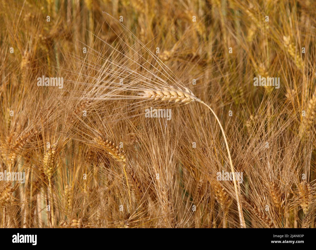 golden blonde ear of ripe wheat in the cultivated and ripened field ...