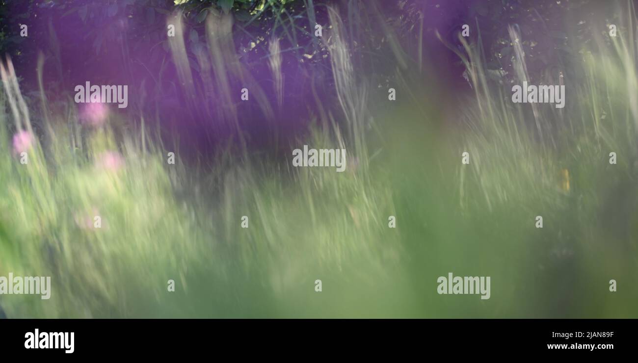 Blurred background image of a green field with purple Stock Photo - Alamy