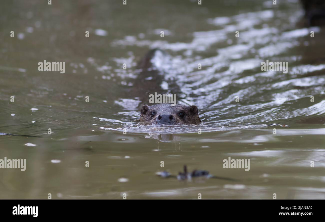 A Eurasian otter (Lutra lutra) Swims in the direction of the camera in ...