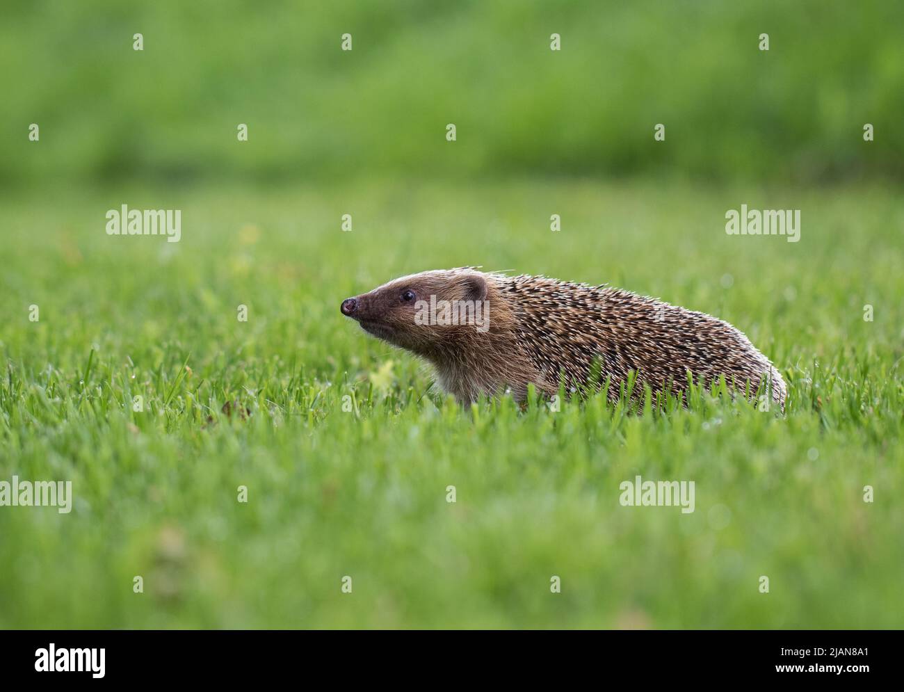 A European hedgehog (Erinaceus europaeus) Sniffing the Air on a Garden ...