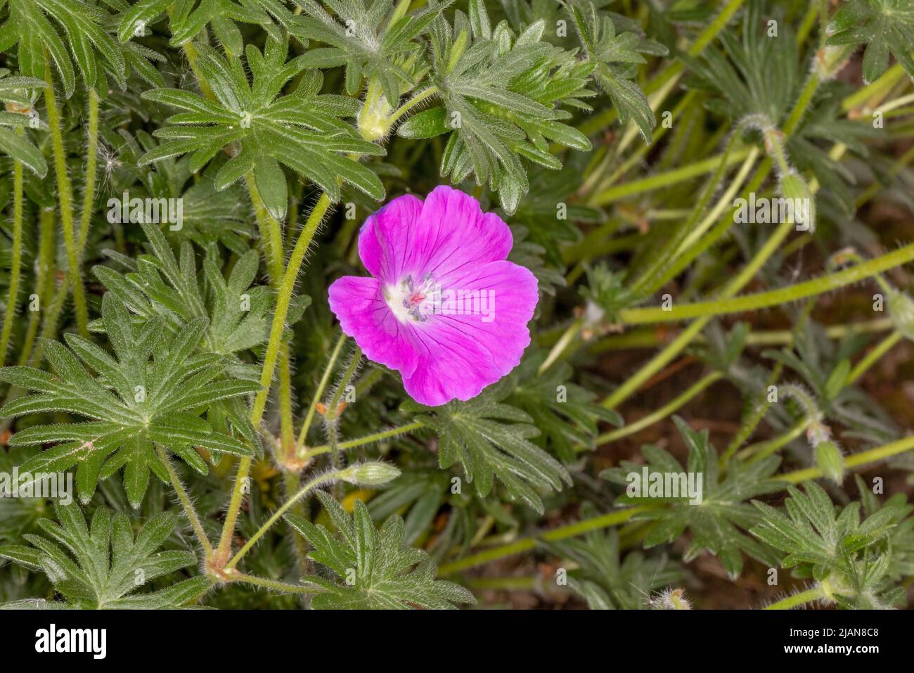 Single Flower of a Geranium Dissectum or Cut-leaved Crane's bill Stock ...