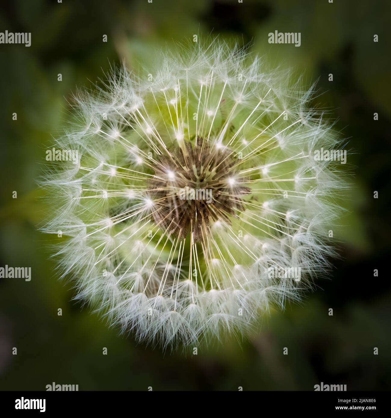 Dandelion Head (One of a pair of images that are the same size and ...