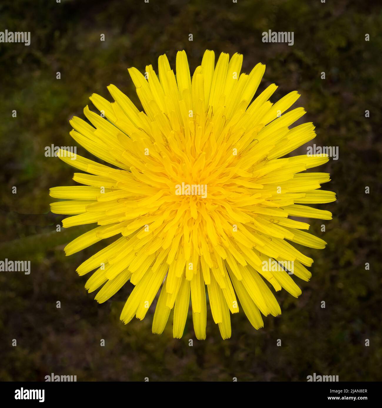 Dandelion Head (One of a pair of images that are the same size and ...